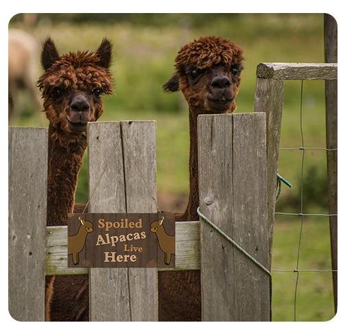Alpaca Home Decor Wooden Plaque – Purely Alpaca